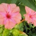 Mirabilis Jalapa Salmon Sunset Four Oclock Marvel Peru - Etsy