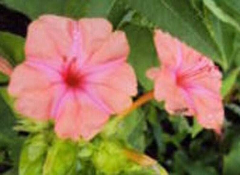 Mirabilis Jalapa Salmon Sunset Four Oclock Marvel Peru - Etsy