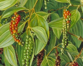 Chocolate Carolina Reaper HP22B Pepper Premium Seed Packet Record ...