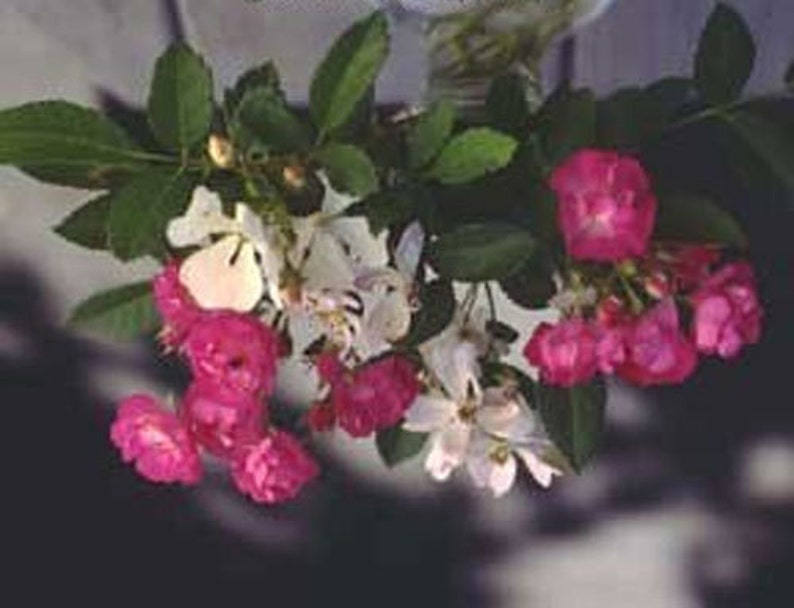 Rosa Chinensis Angel Wings | Miniature Rose | 10_seeds - Etsy