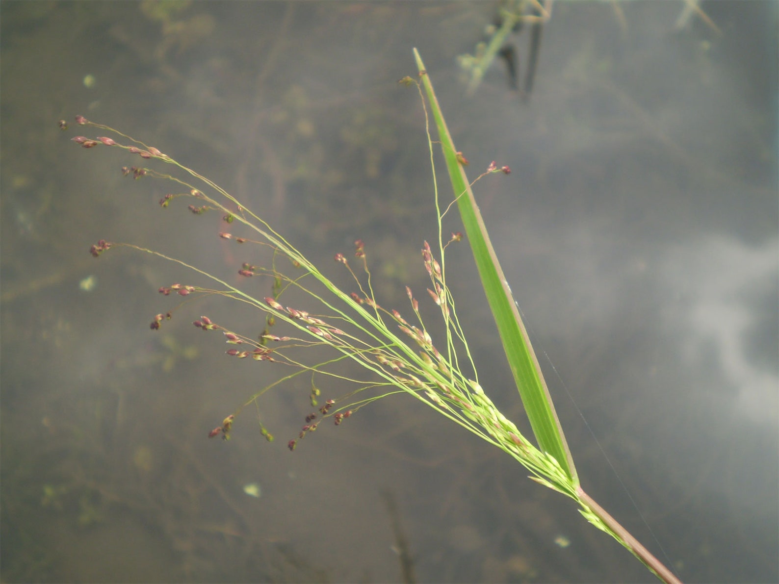 Panicum Dichotomiflorum | Fall Panicgrass | Autumn Millet | 100_seeds ...