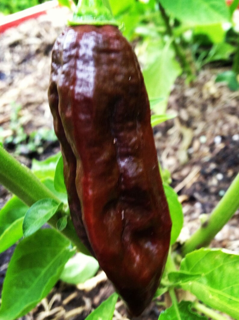 Bhut Jolokia Naga Chocolate | Ghost Chili Pepper | 20_seeds - Etsy