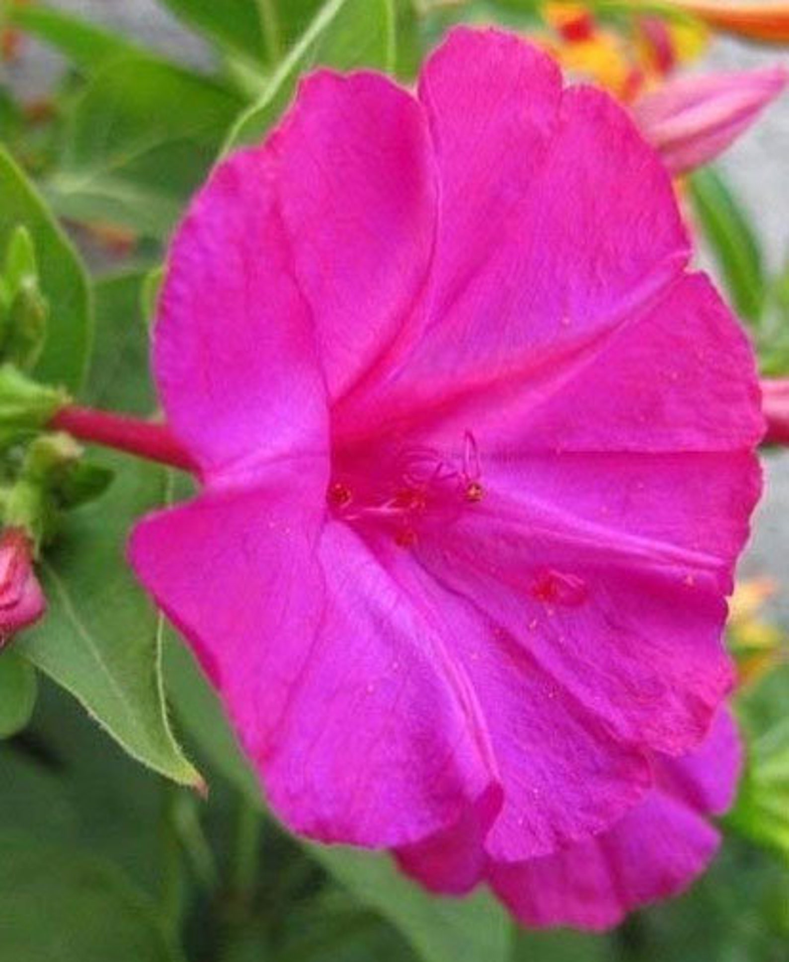 Mirabilis Jalapa Pink | 20_seeds - Etsy