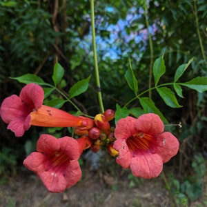 Campsis Radicans | Cow Itch | Hummingbird Vine | Trumpet Creeper | 20 ...