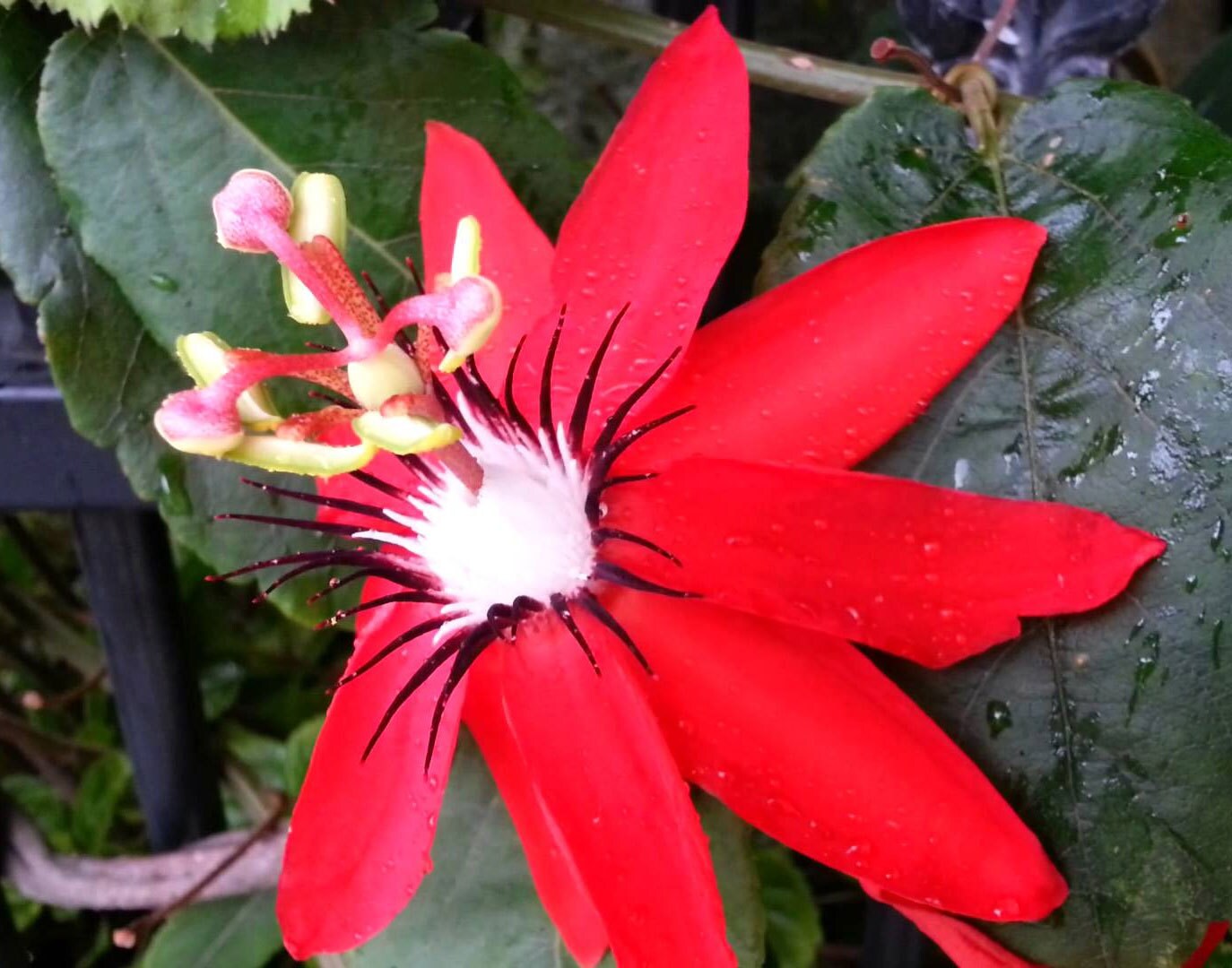 Passiflora Coccinea | Red Passion Flower | 5_seeds - Etsy