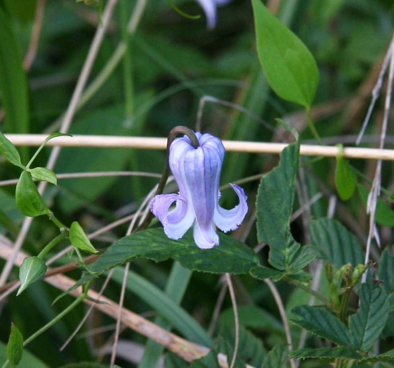 Clematis Crispa Curly Swamp Leatherflower Blue Jasmine - Etsy