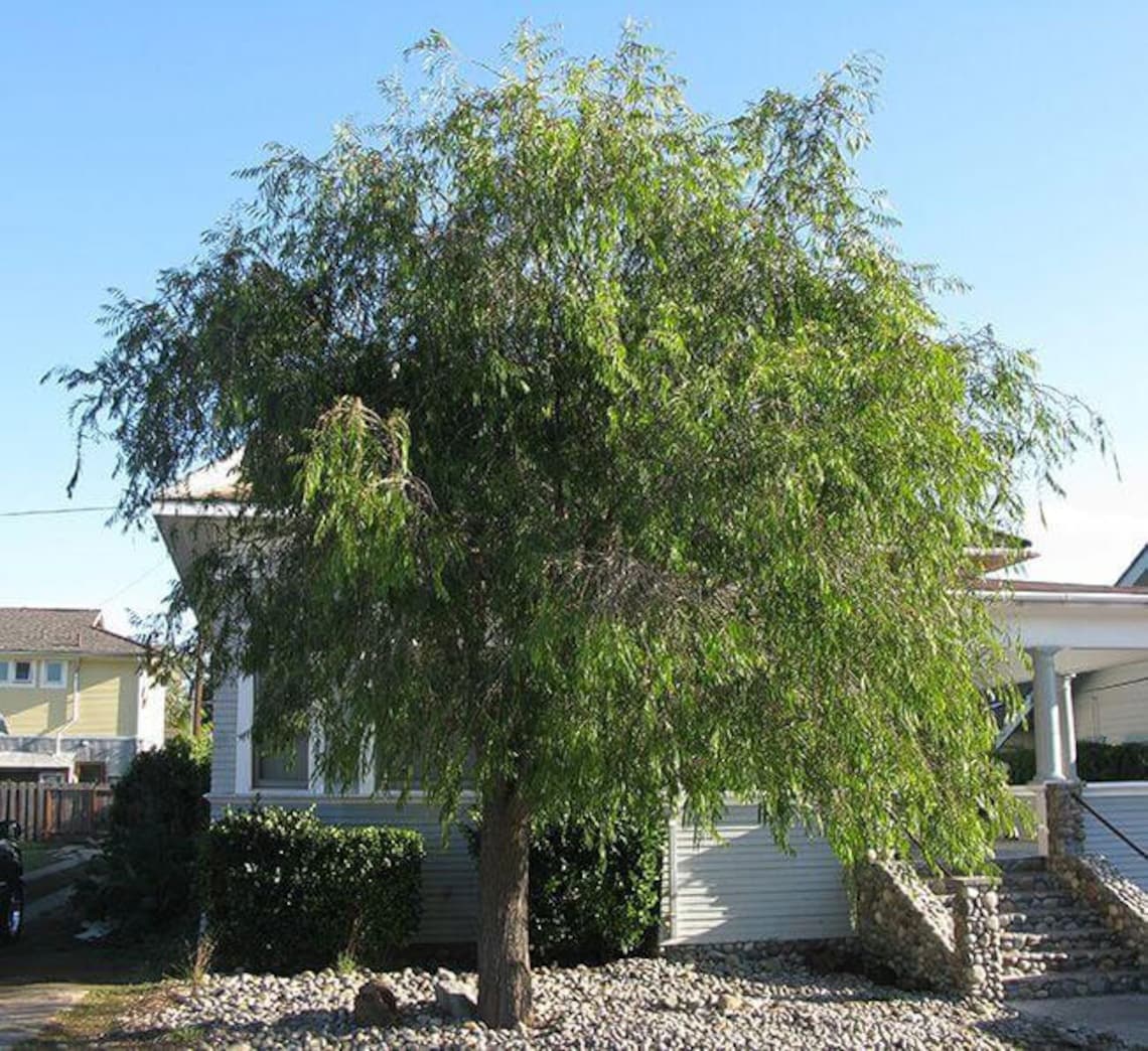 Agonis Flexuosa Australian Willow Myrtle Peppermint Tree - Etsy