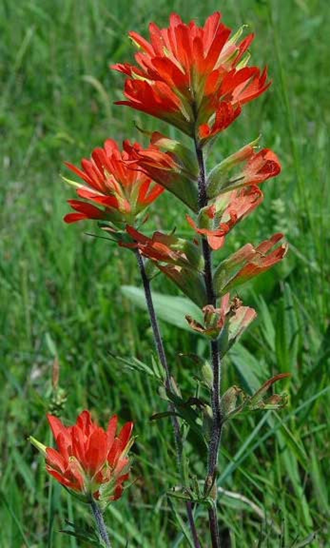 Castilleja Coccinea | Scarlet Indian Paintbrush | Prairie Fire | 100 ...