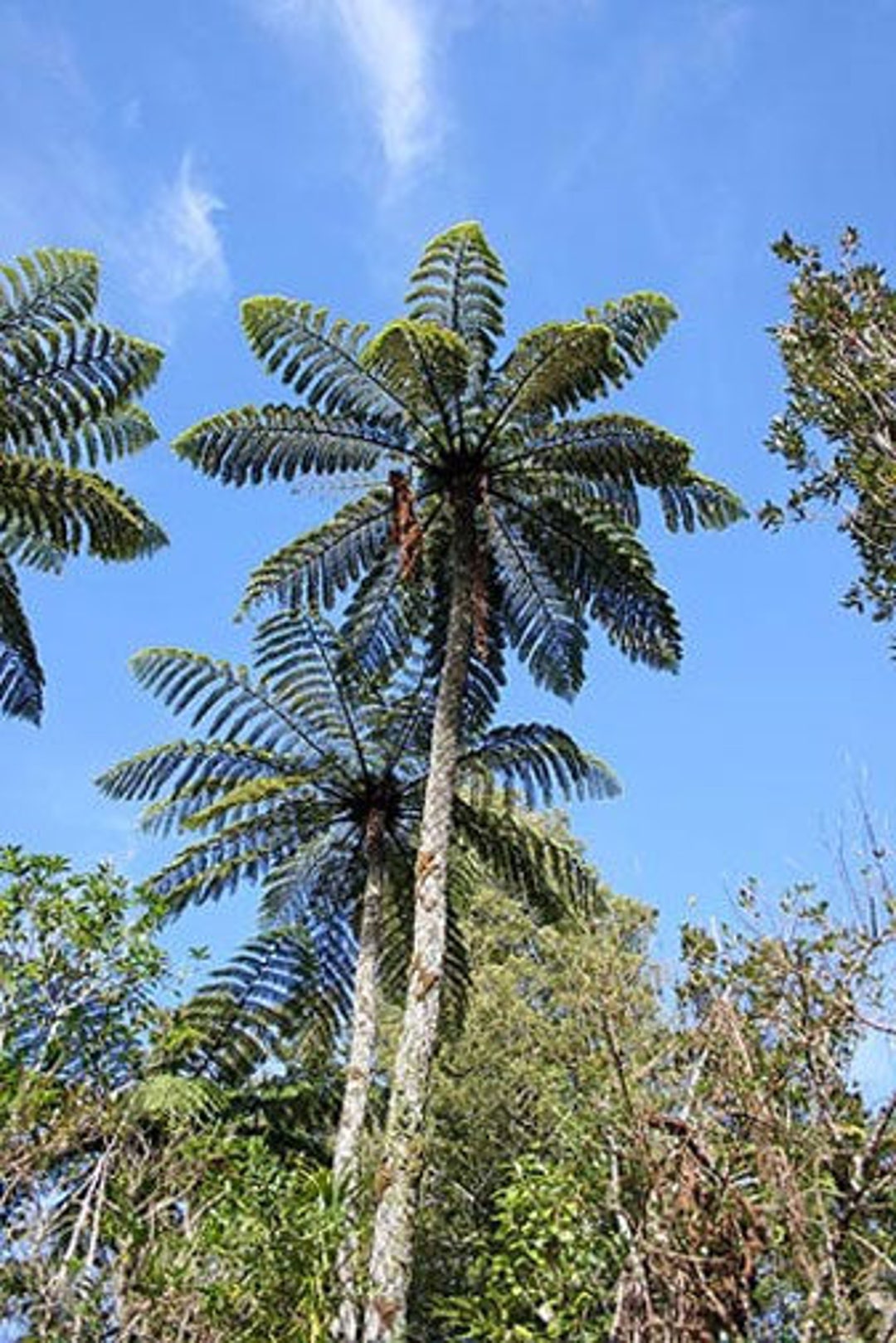 Cyathea Medullaris | Black Tree Fern | 1000_spores - Etsy