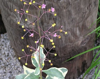 Jewels of Opar ''limon'', Limon Talinum (talinum Paniculatum) Lime ...