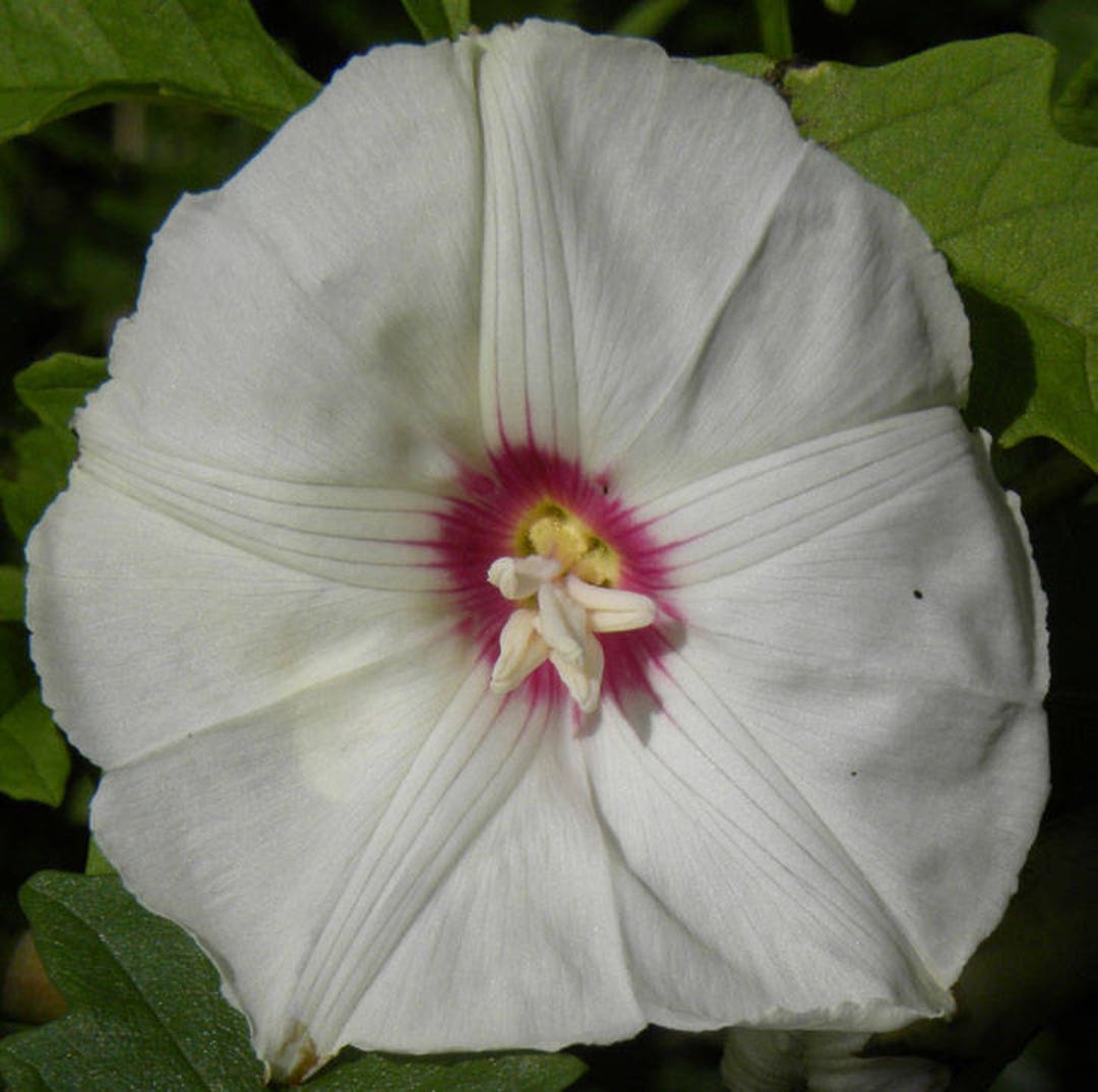 Merremia Dissecta | Alamo Noyau Vine | 10_seeds - Etsy