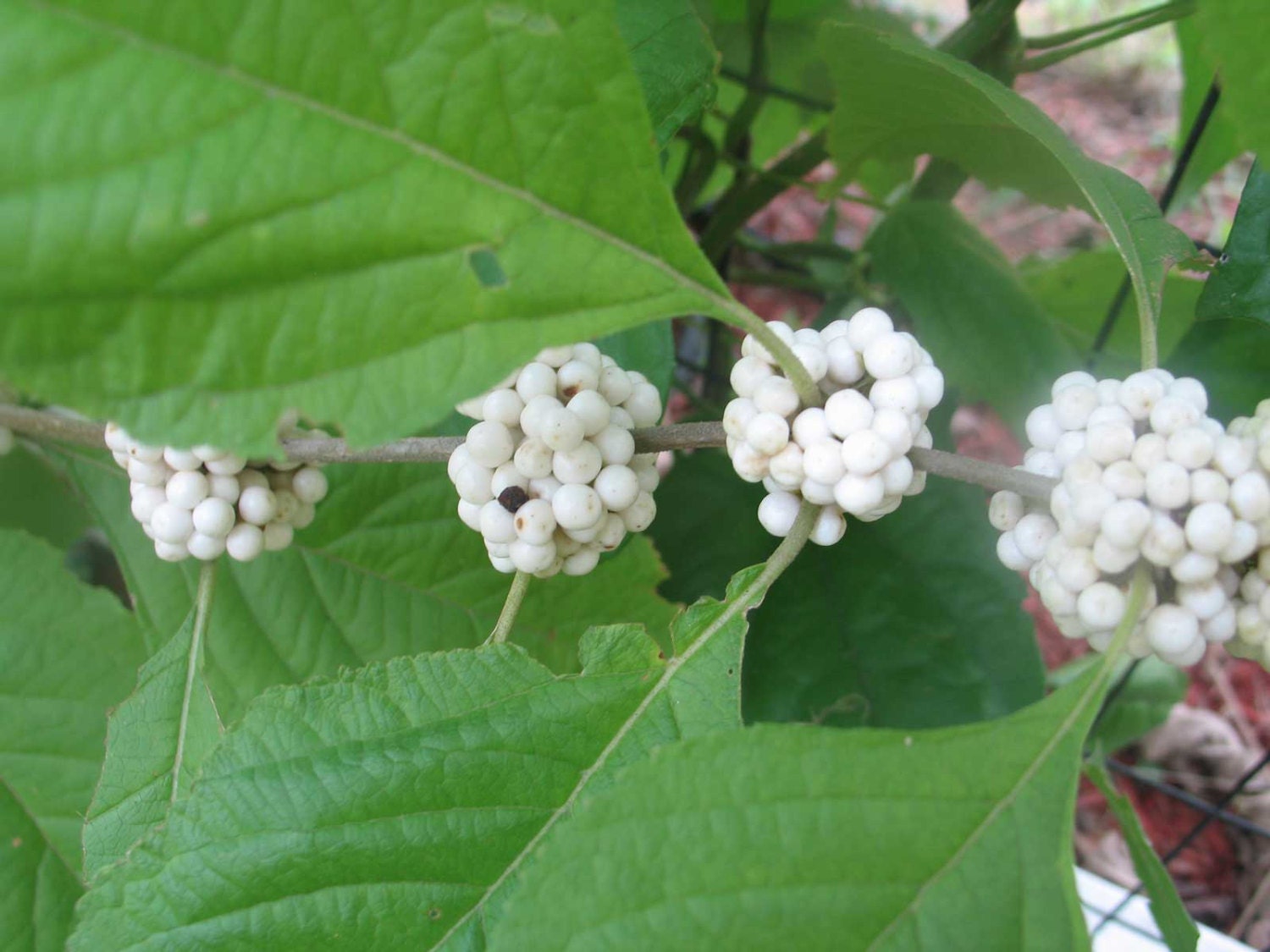 Callicarpa Americana Lactea | White American Beautyberry | 10_seeds - Etsy