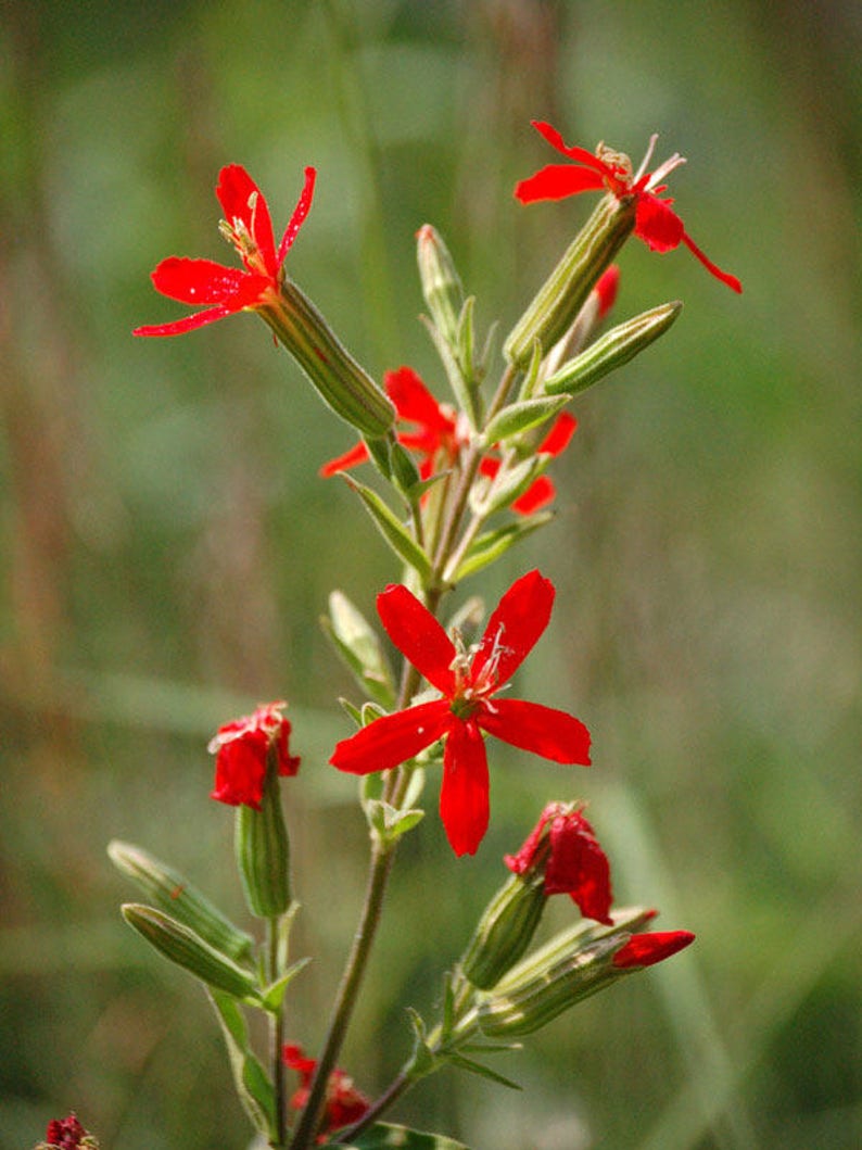 Silene regia Royal Catchfly 50_Seeds | Etsy