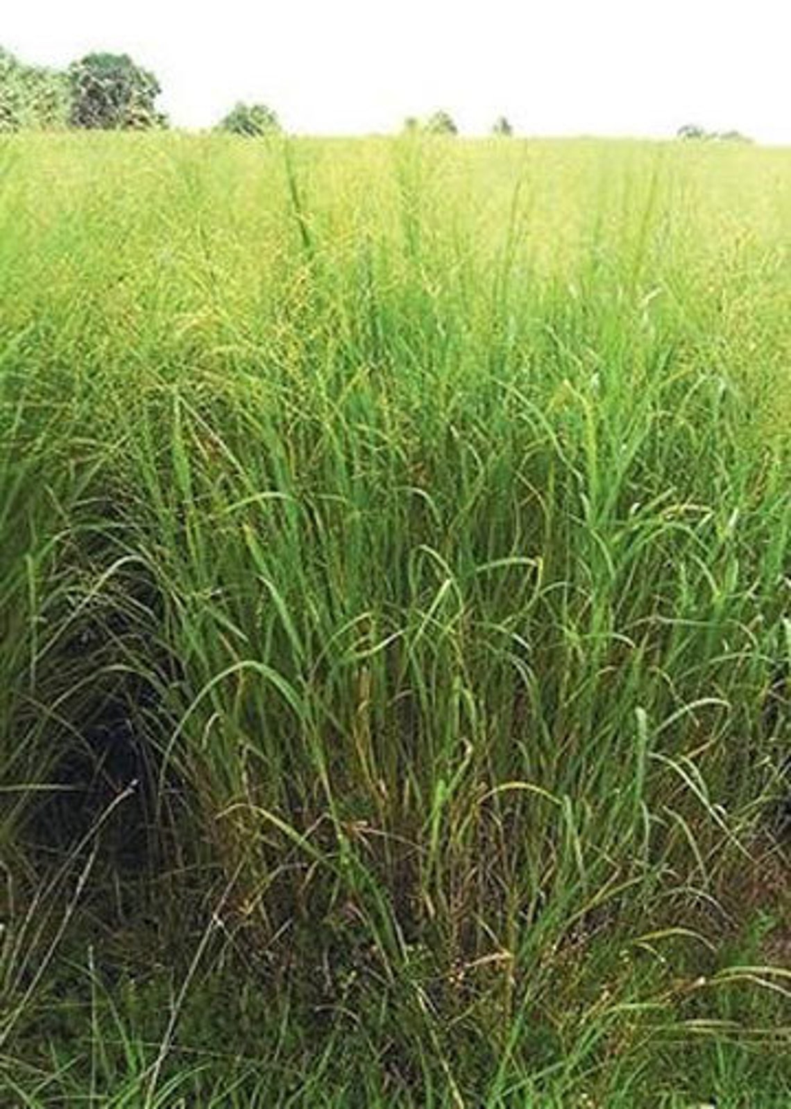 Panicum Virgatum Cave in Rock | 200_seeds - Etsy