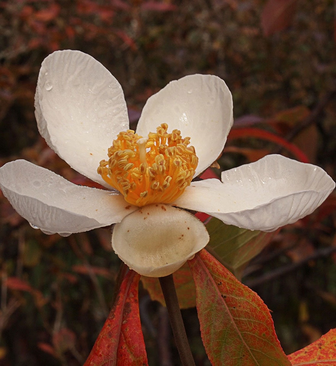 Franklinia alatamaha Ben Franklin Tree 5_Seeds | Etsy