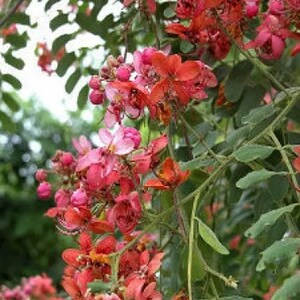 Cassia Roxburghii | Ceylon Senna | Red Cassia | 10_seeds - Etsy