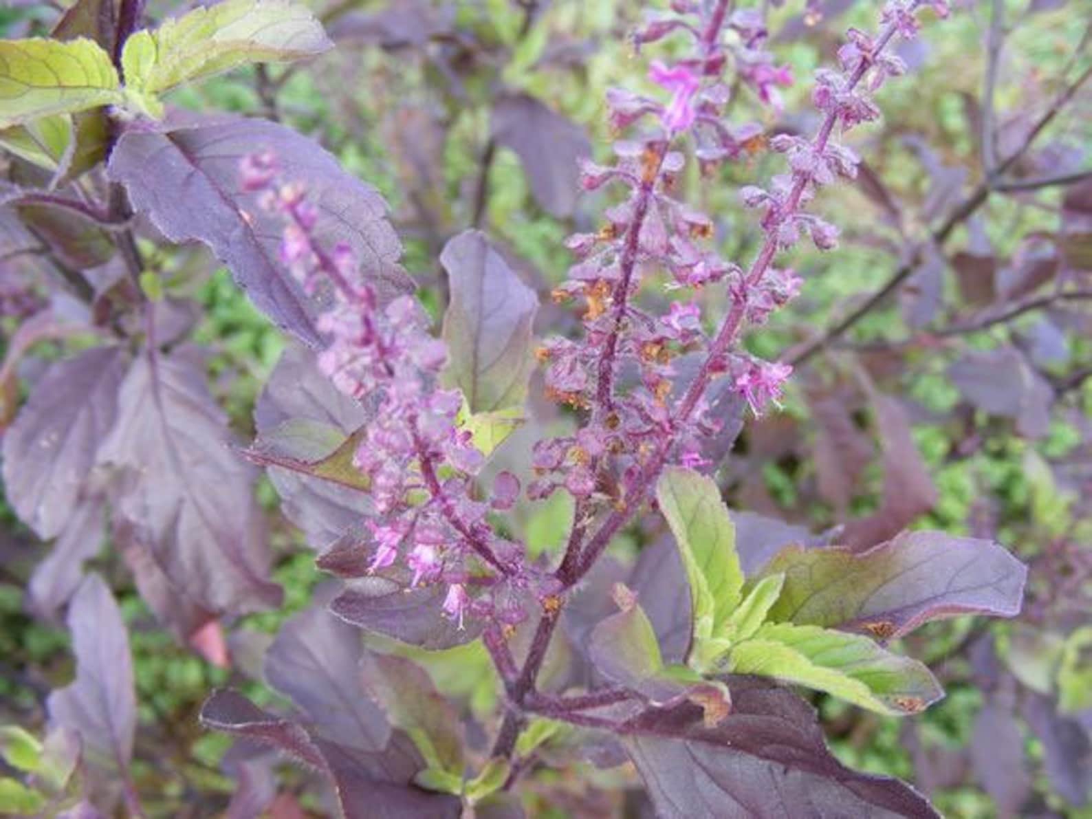 Ocimum Tenuiflorum | Sanctum | Holy Basil | Tulasi | Thulasi | Tulsi ...