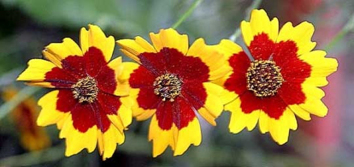 Coreopsis Tinctoria | Calliopsis | Tickseed | 200_seeds - Etsy