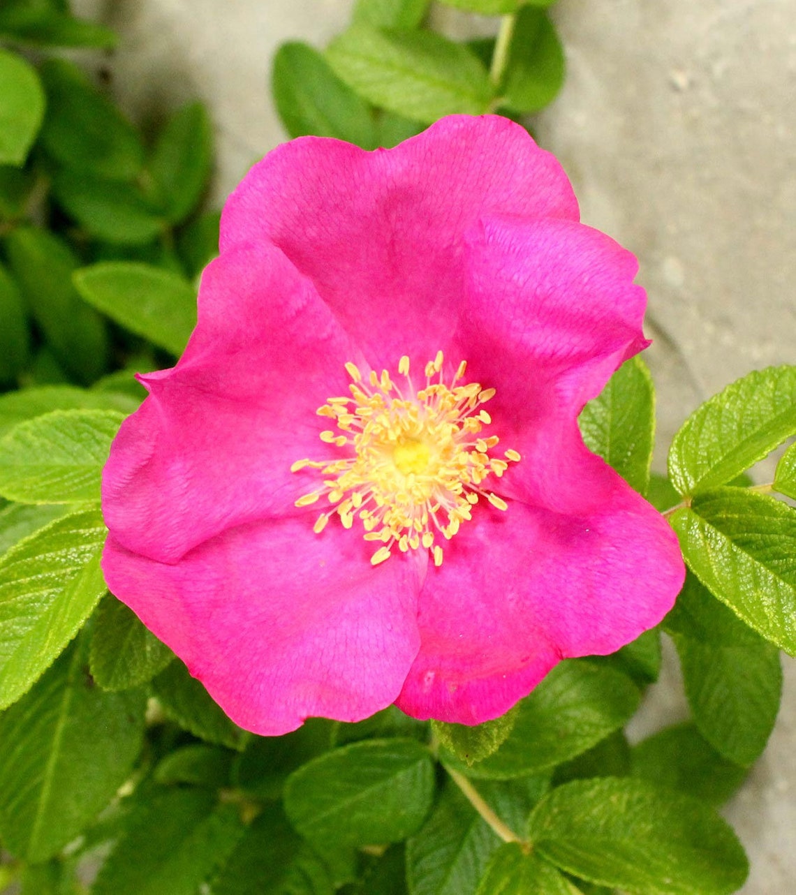 Rosa Rugosa Rubra Red Japanese Rose 5_seeds - Etsy