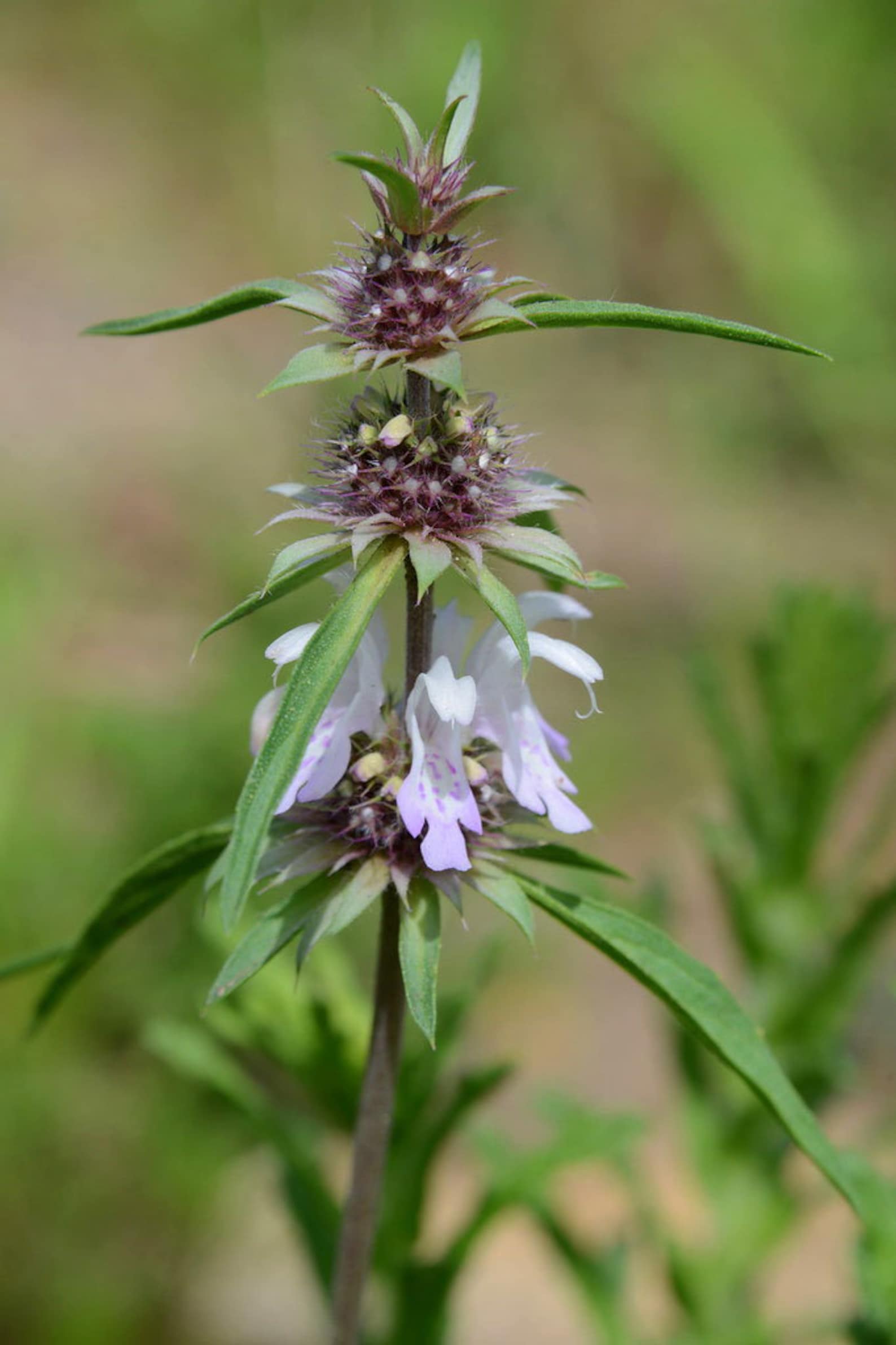 Monarda Pectinata Pony Beebalm Plains Lemon Miners | Etsy