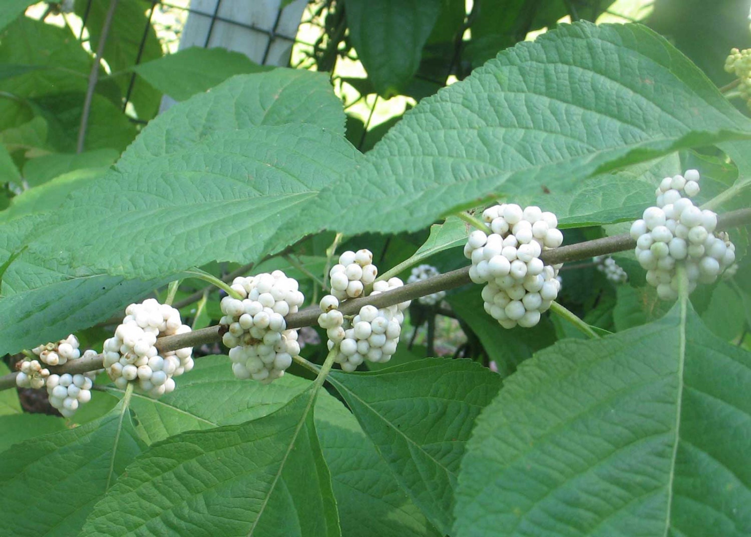 Callicarpa Americana Lactea | White American Beautyberry | 10_seeds - Etsy