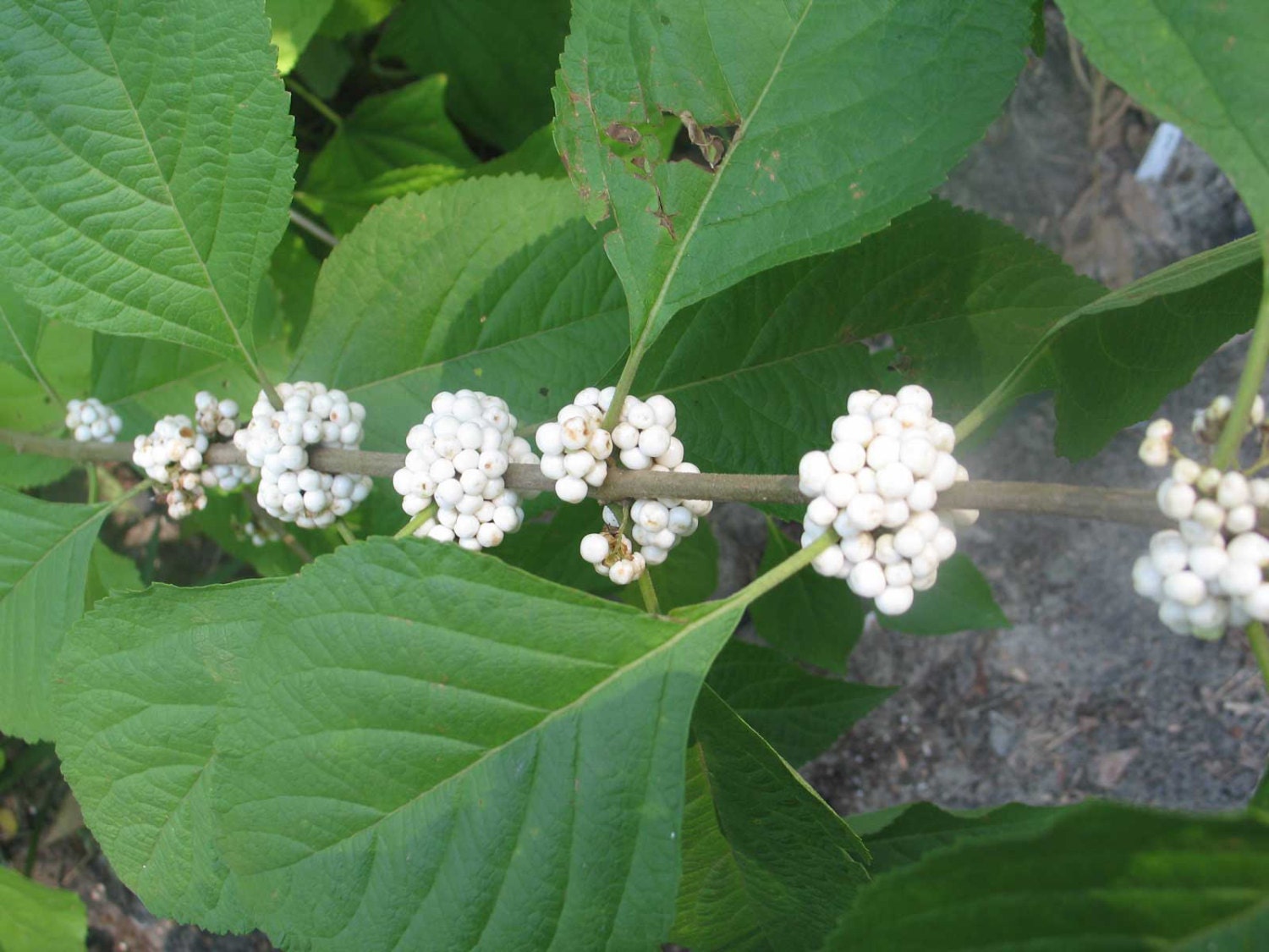Callicarpa Americana Lactea | White American Beautyberry | 10_seeds - Etsy
