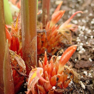 Zingiber Rubens | Bengal Ginger | 10_seeds - Etsy