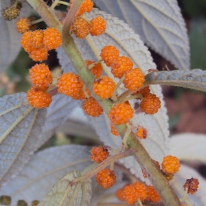 Debregeasia Longifolia | Orange Wild Rhea | 200_seeds - Etsy