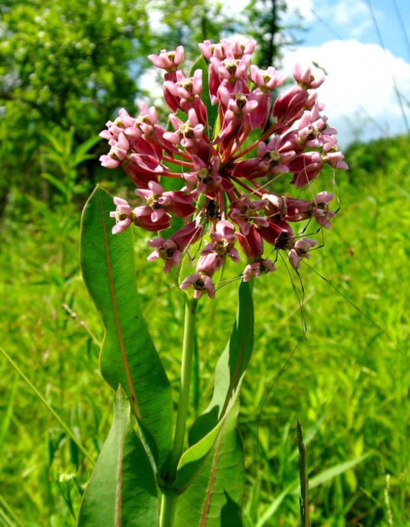 Asclepias Sullivantii | Prairie Milkweed | 20_seeds - Etsy