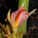 Zingiber Rubens | Bengal Ginger | 10_seeds - Etsy