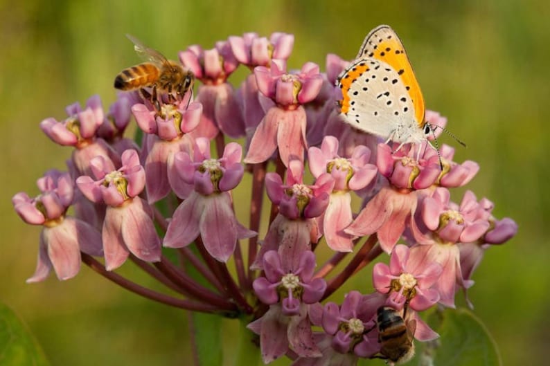Asclepias Sullivantii Prairie Milkweed 20_seeds - Etsy