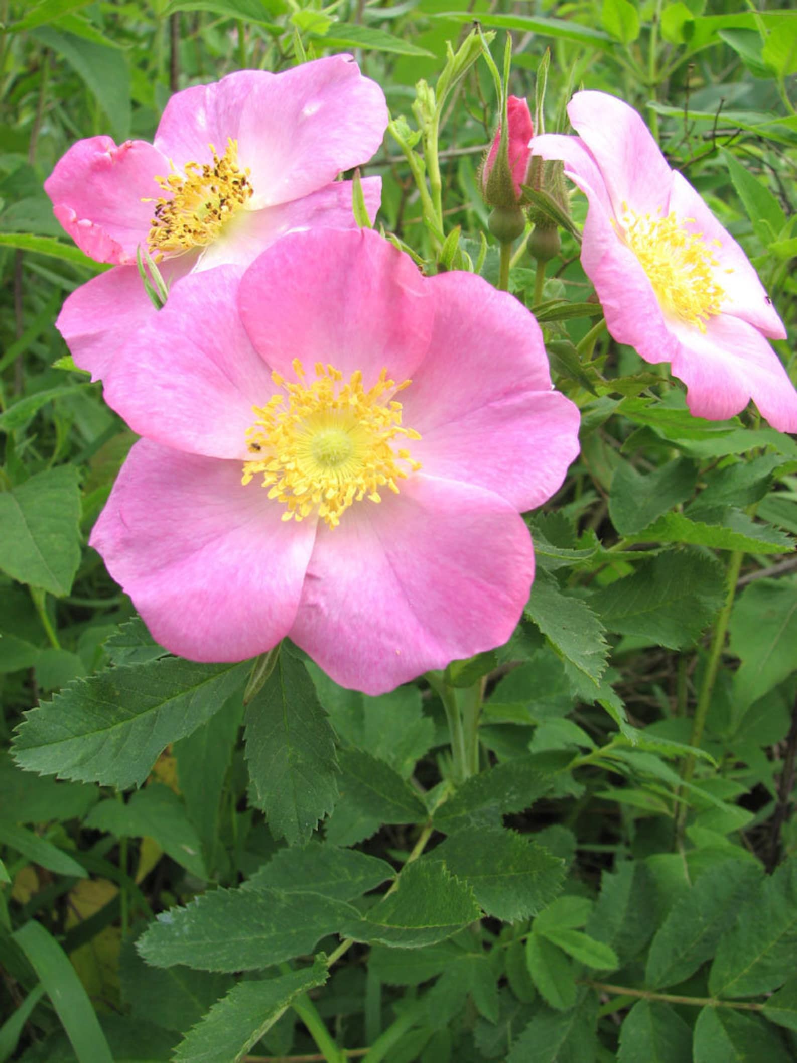 Rosa Carolina Pasture Sand Rose 50_seeds - Etsy Canada