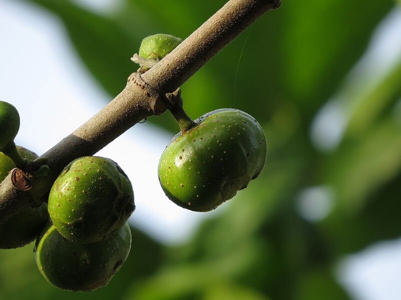 Ficus Racemosa | Indian Cluster Fig Tree | Goolar | Gular | 200_seeds ...