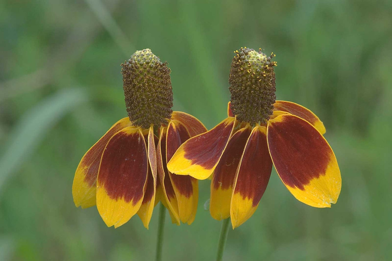 Ratibida Columnifera | Mexican Hats | Grey Headed Coneflower | 500 ...