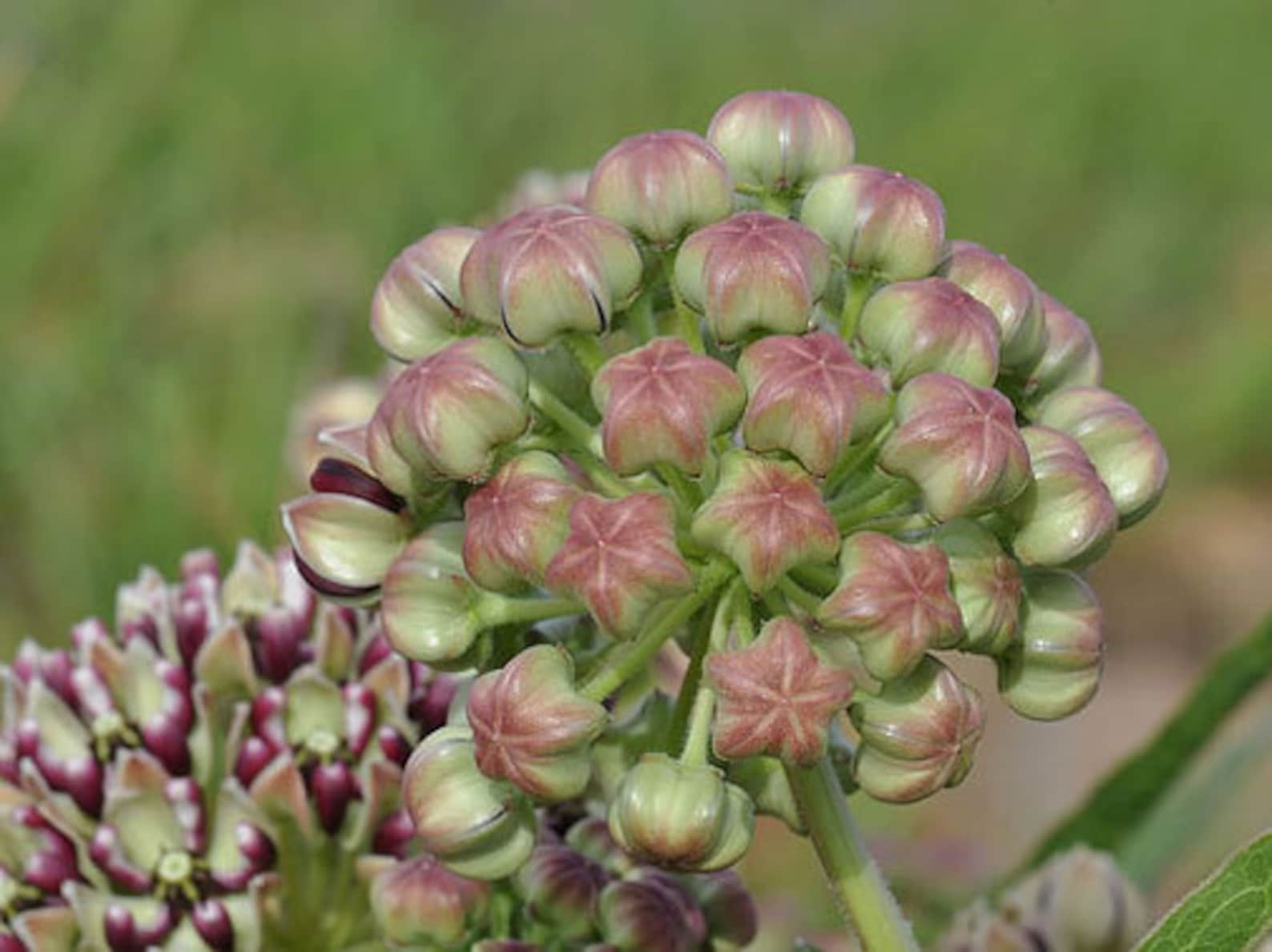 Asclepias Asperula Spider Milkweed Antelope Horns - Etsy