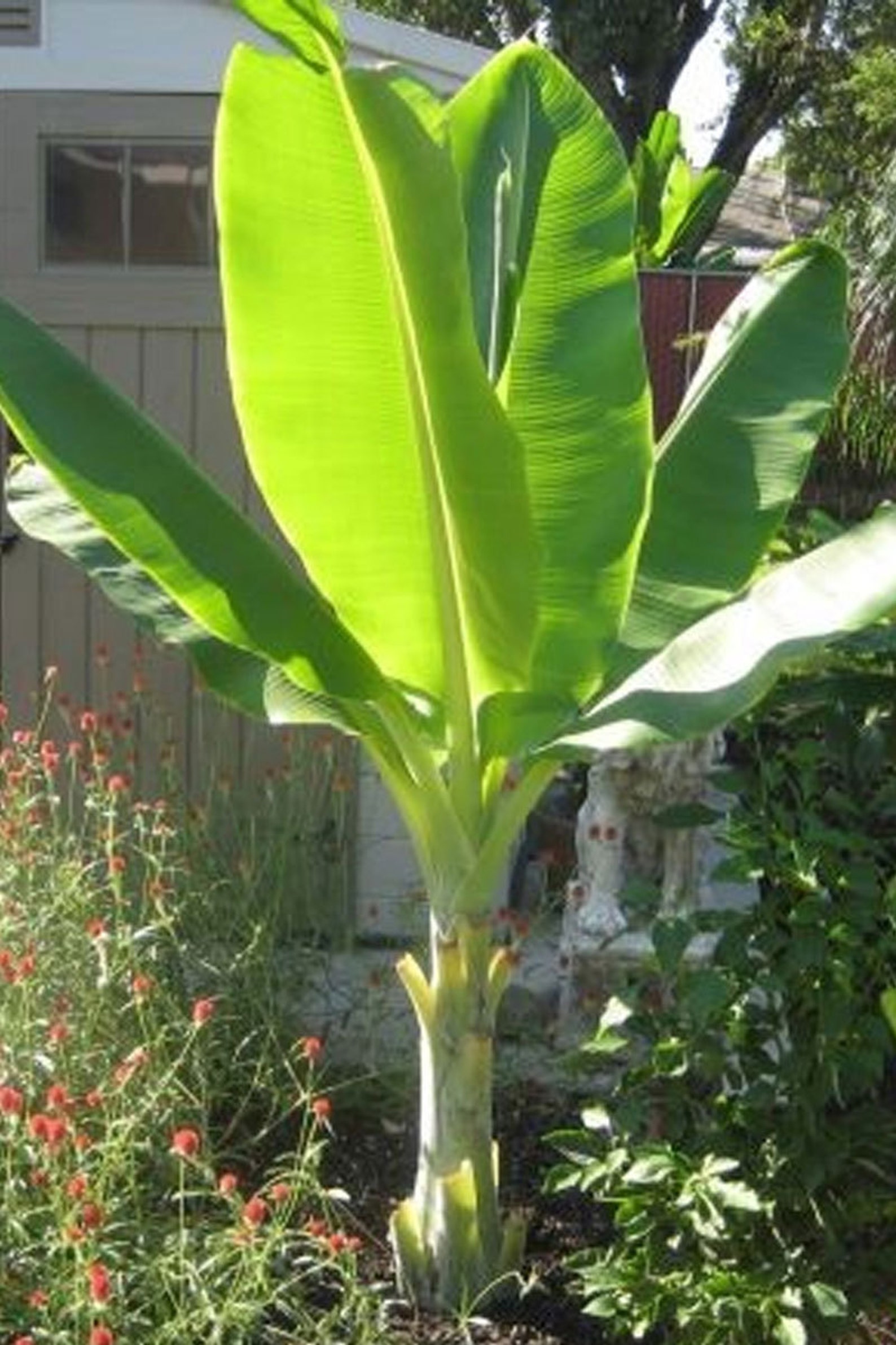 Ensete glaucum Snow Banana 5_Seeds | Etsy