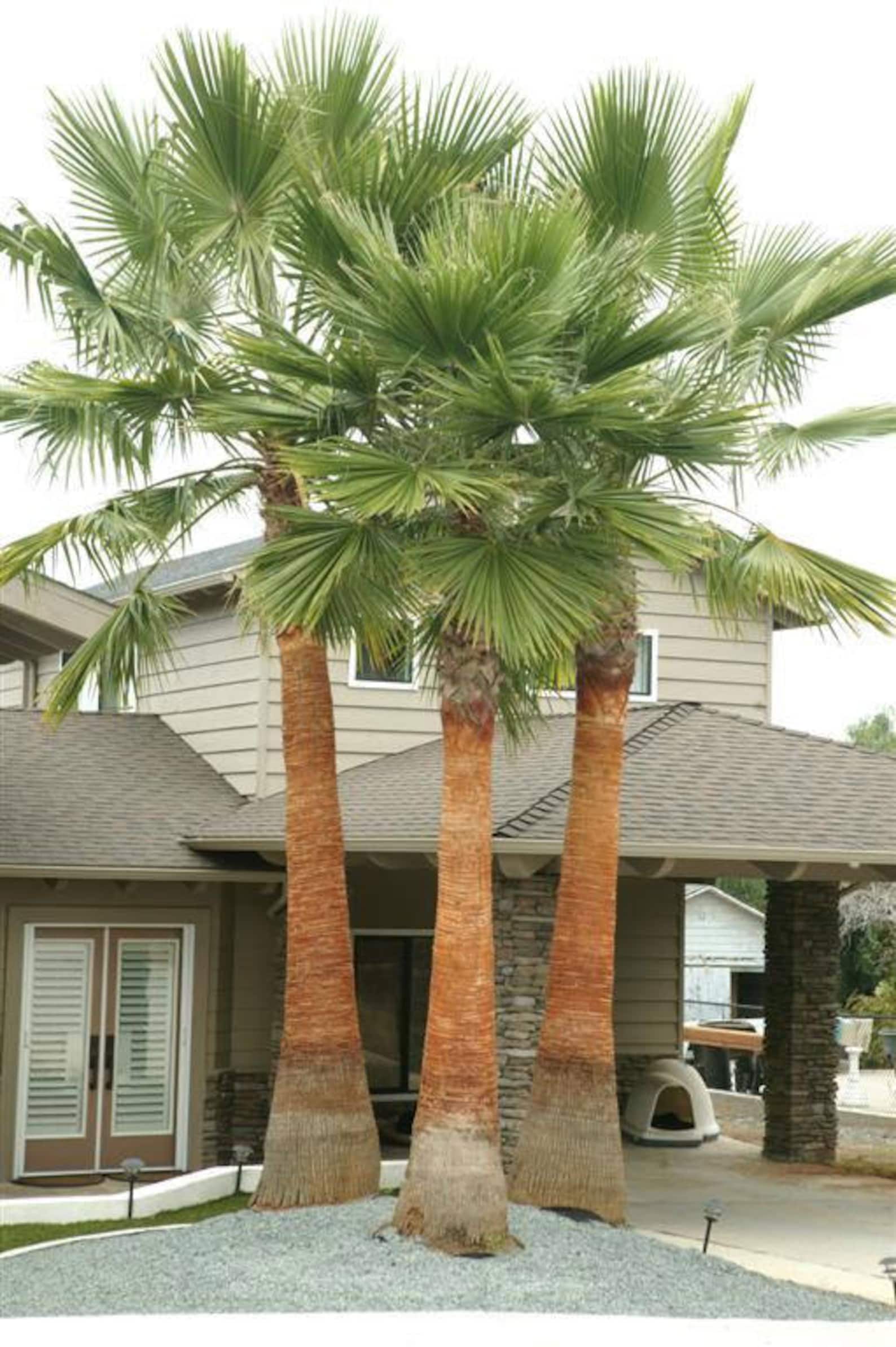 Washingtonia Robusta | Mexican Fan Palm | Skyduster | 10_seeds - Etsy