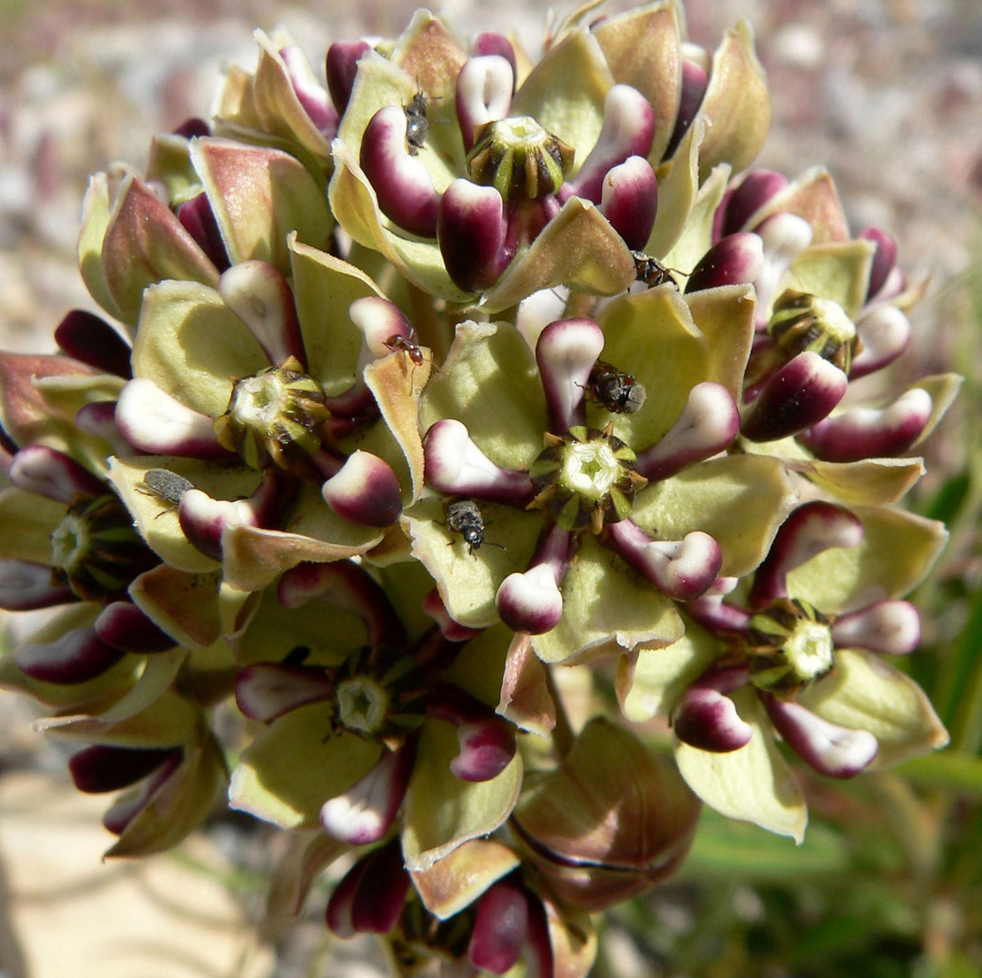 Asclepias Asperula | Spider Milkweed | Antelope Horns | 20_seeds - Etsy