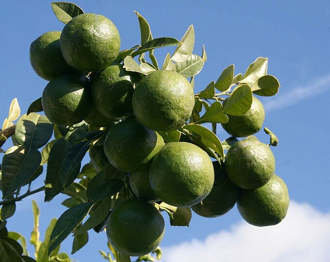 Helianthus annuus / Girasol común / 50_Seeds - Etsy México