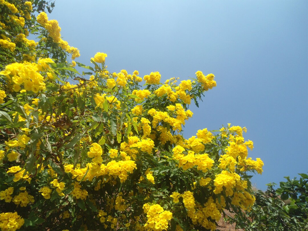 Tecoma Stans | Yellow Bells | Trumpet Flower | 20_seeds - Etsy