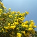 Tecoma Stans | Yellow Bells | Trumpet Flower | 20_seeds - Etsy