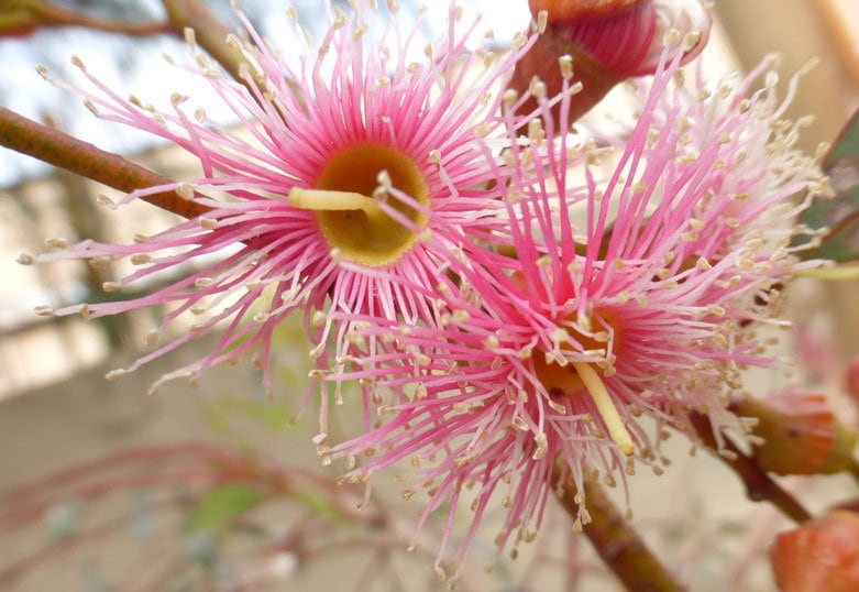 Eucalyptus Torquata | Coolgardie & Coral Gum | 50_seeds - Etsy