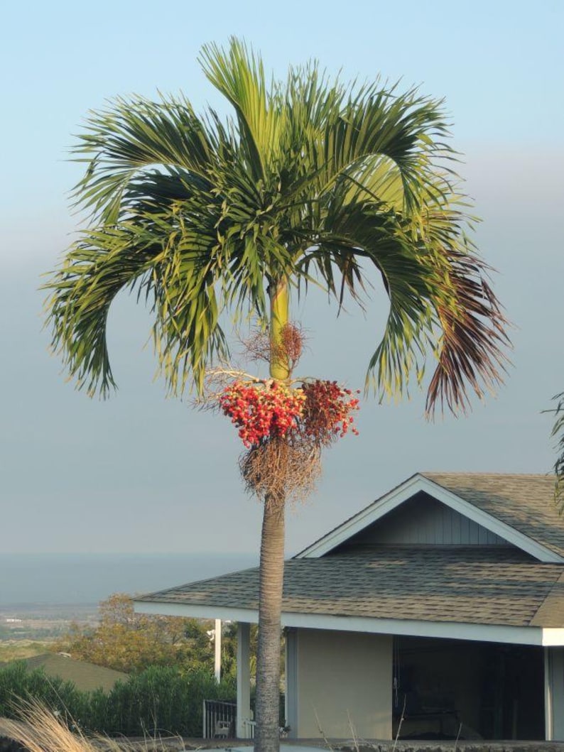Adonidia Merrillii | Christmas Palm | 5_seeds - Etsy