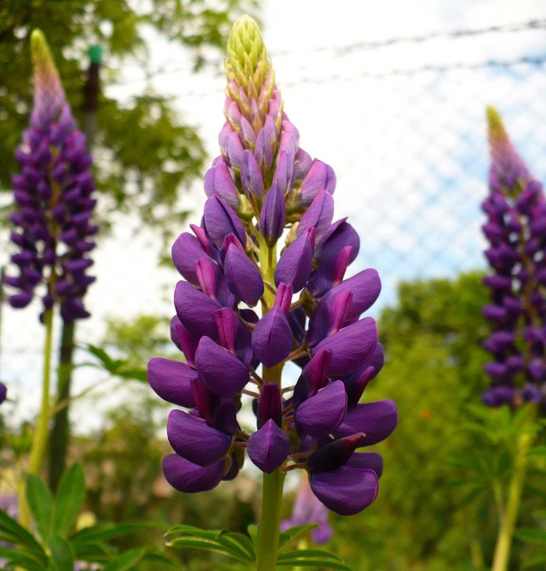 Lupinus Polyphyllus Blue Bonnet Big-leaved Lupin 10_seeds | Etsy