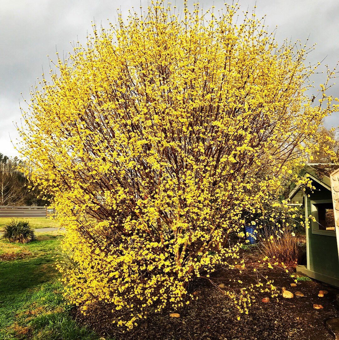 Cornus Officinalis | Japanese Cornel | Shan Zhu Yu | Asiatic Dogwood ...