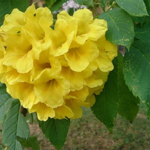 Tecoma Stans | Yellow Bells | Trumpet Flower | 20_seeds - Etsy
