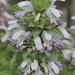 Monarda Pectinata Pony Beebalm Plains Lemon Miners Lettuce 100_seed - Etsy