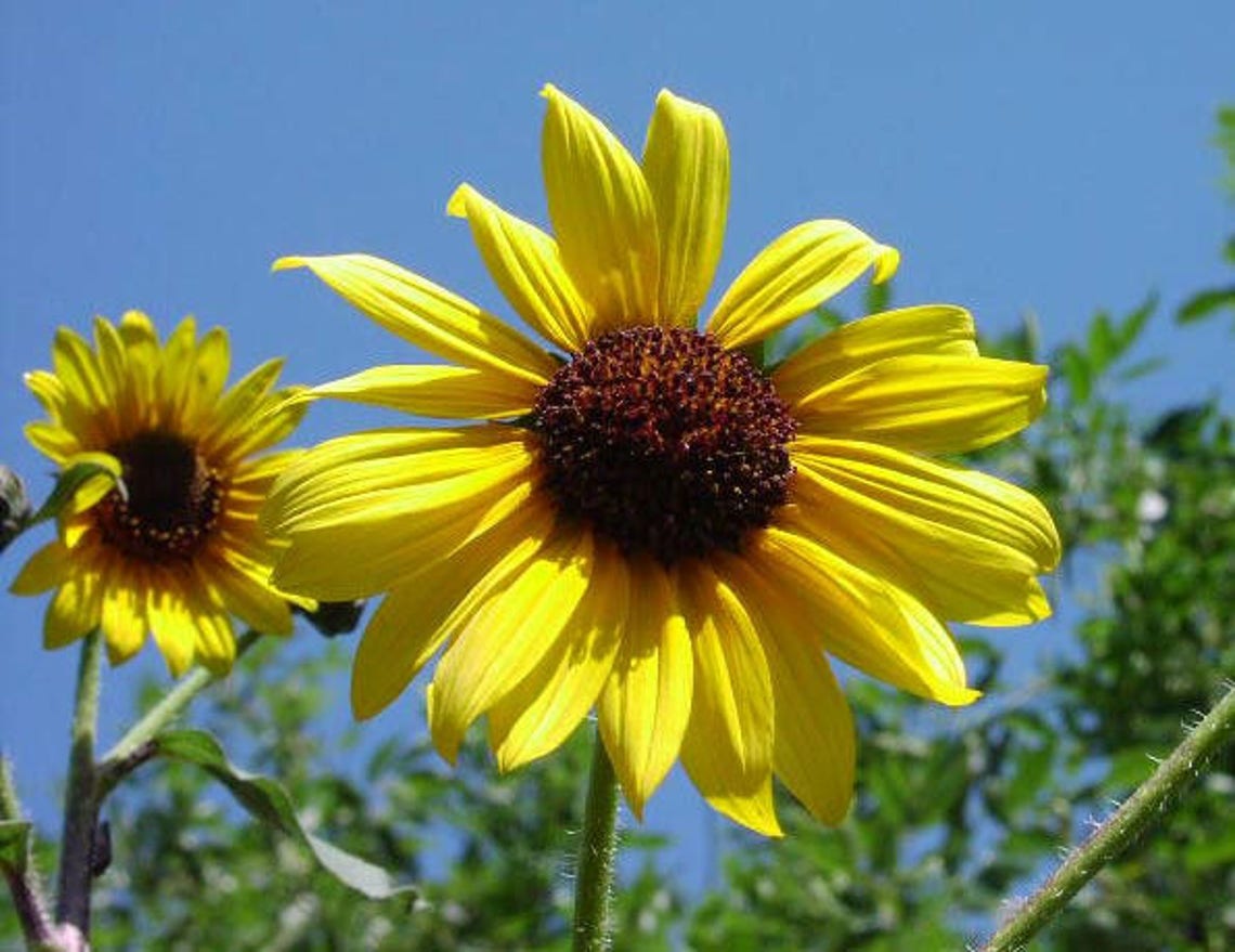 Helianthus Annuus | Common Sunflower | 50_seeds - Etsy
