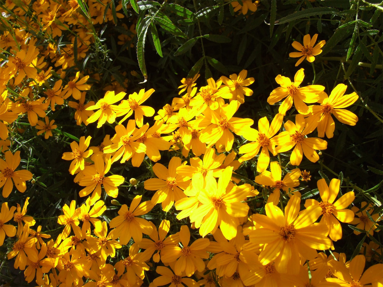 Tagetes Lemmonii | Shrub Marigold | Mexican Bush | Mount Lemmon | 50 ...