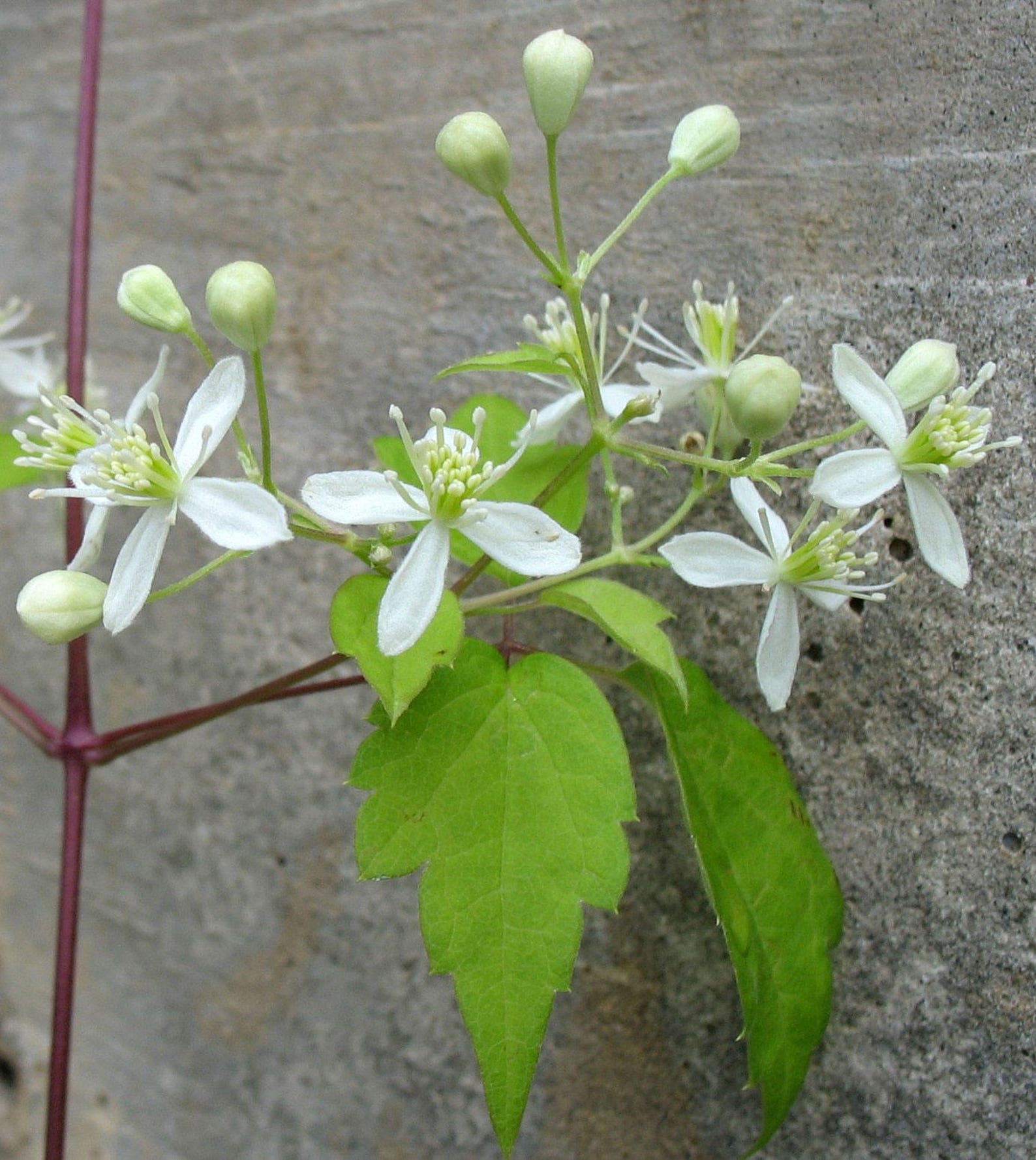 Clematis Virginiana Devils Darning Needles Virgins Bower 50_seeds - Etsy